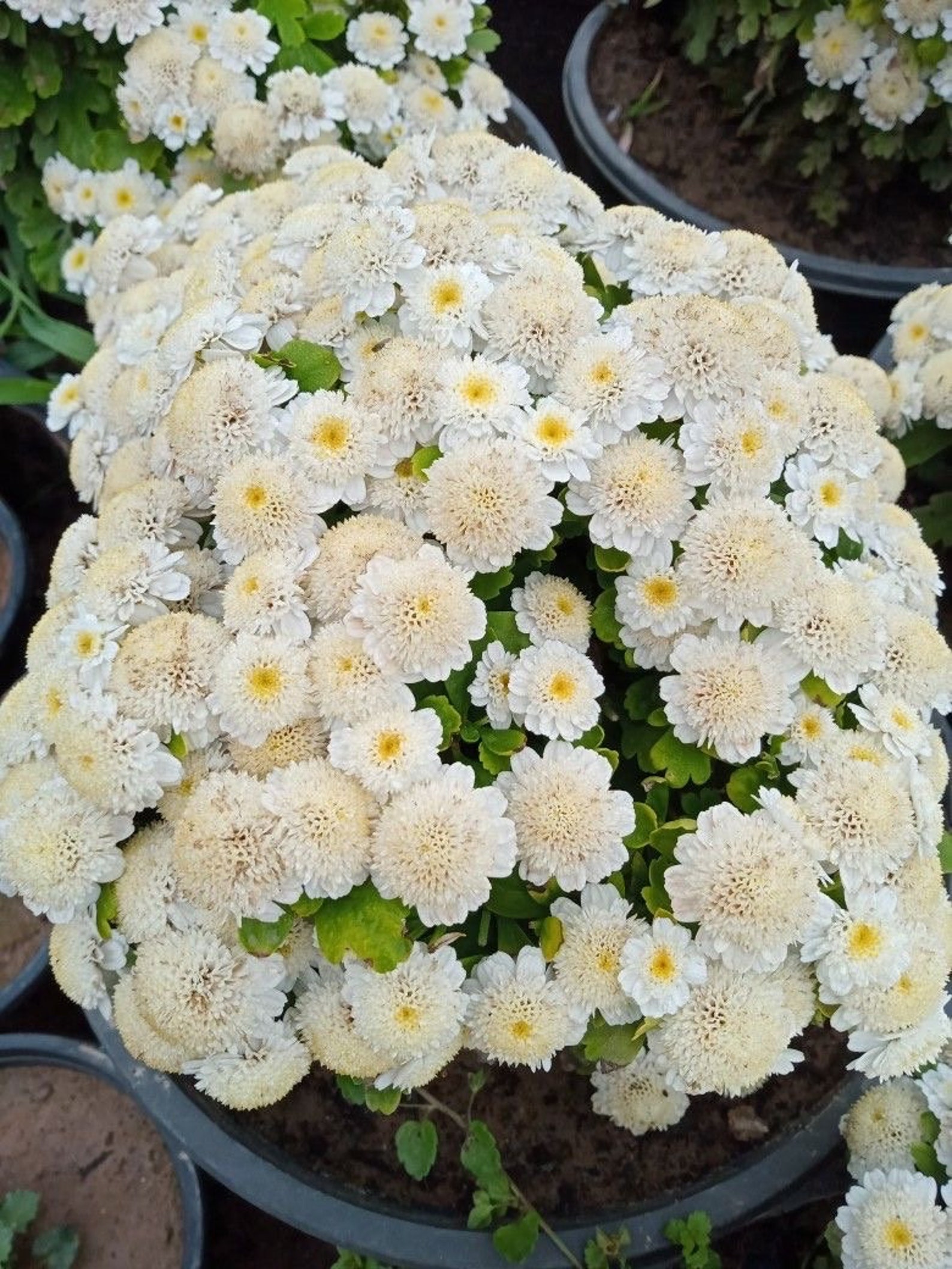 50 Seeds Star Chrysanthemum Tanacetum Parthenium - Etsy