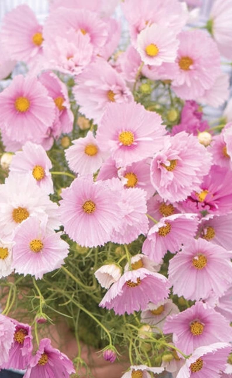 20 Seeds Novelty and Beautiful Cupcake Blush Cosmos - Etsy