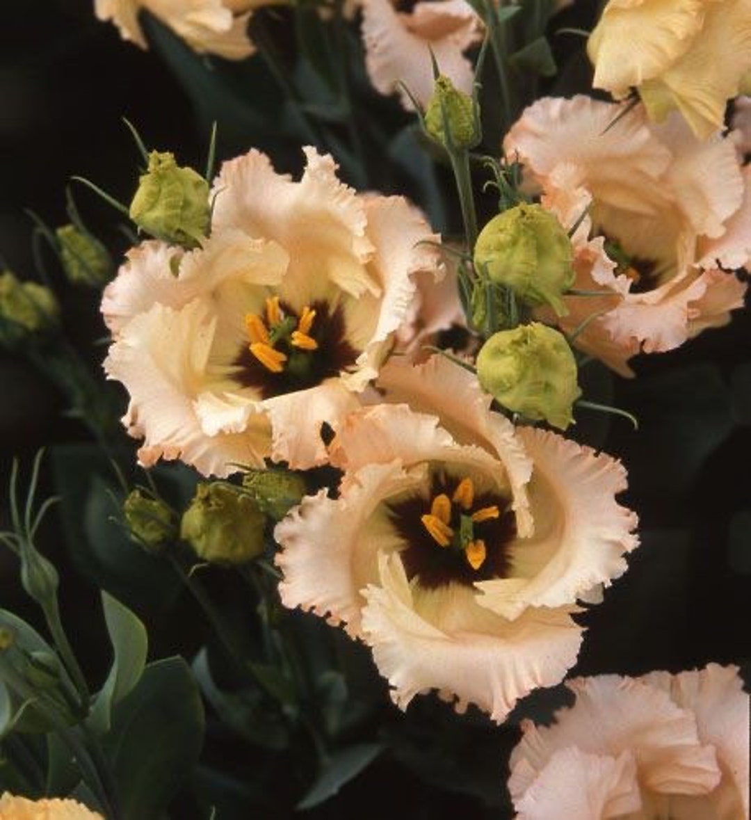 15 Seeds Lovely F1 Apricot Lisianthus - Etsy