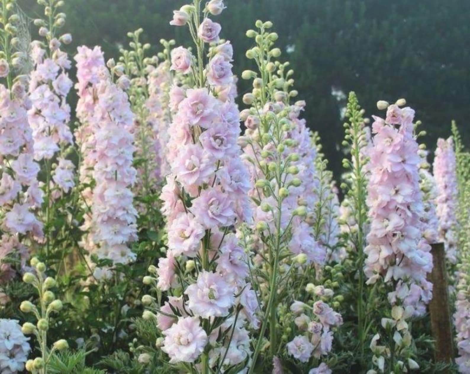 Magic Fountains Seed Pink Wildflowers English Garden Wedding Flowers ...