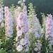 Magic Fountains Seed Pink Wildflowers English Garden Wedding Flowers ...