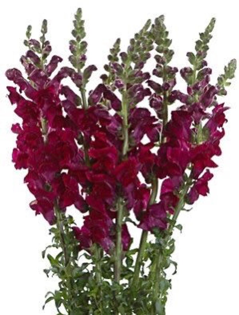 100seeds Burgundy Snapdragons Antirrhinum majus | Etsy