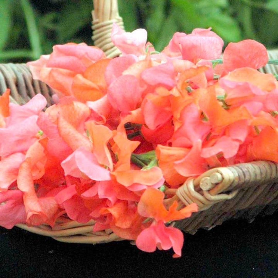 10 Seeds Organic Sweet Pea Prince of Orange (lathyrus Odoratus) - Etsy
