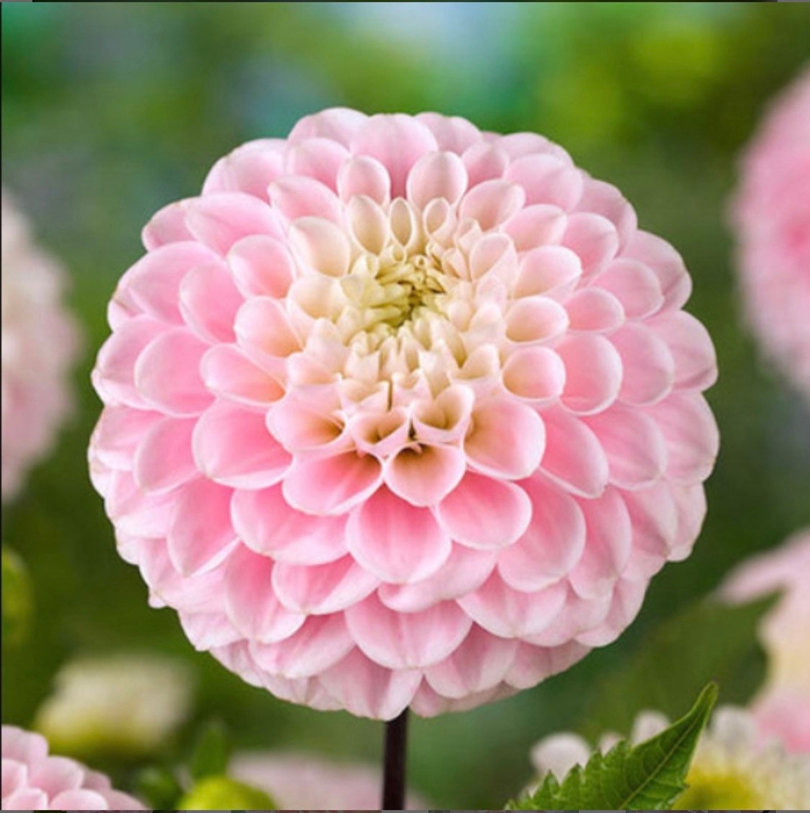 15 Seeds DAHLIA Pom Pom Mix Seeds | Etsy