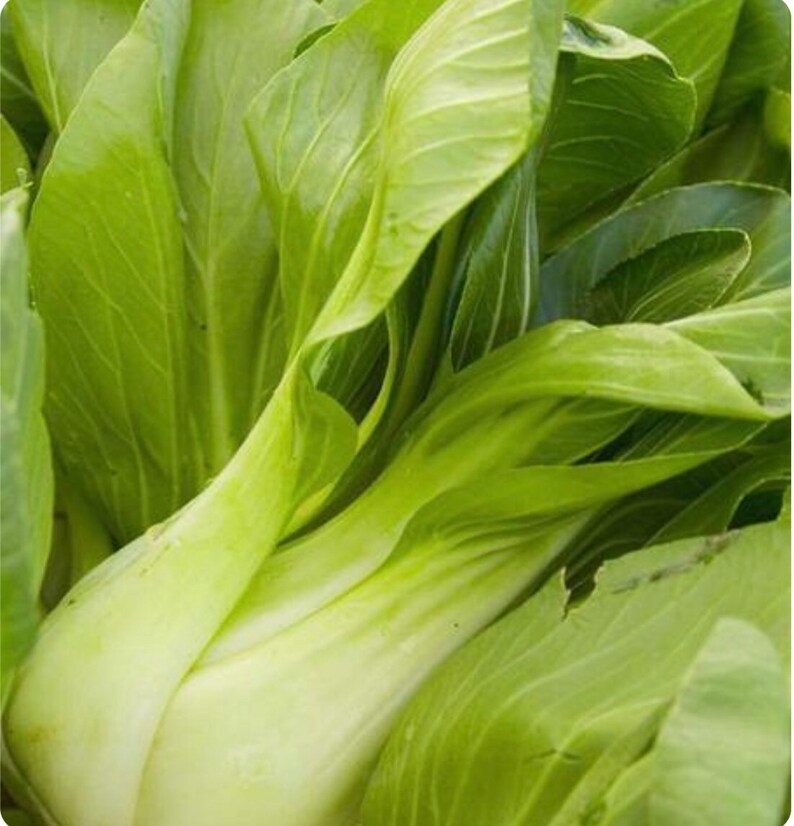 100 Seeds Ching Chiang Shanghai Bak Choi - Etsy