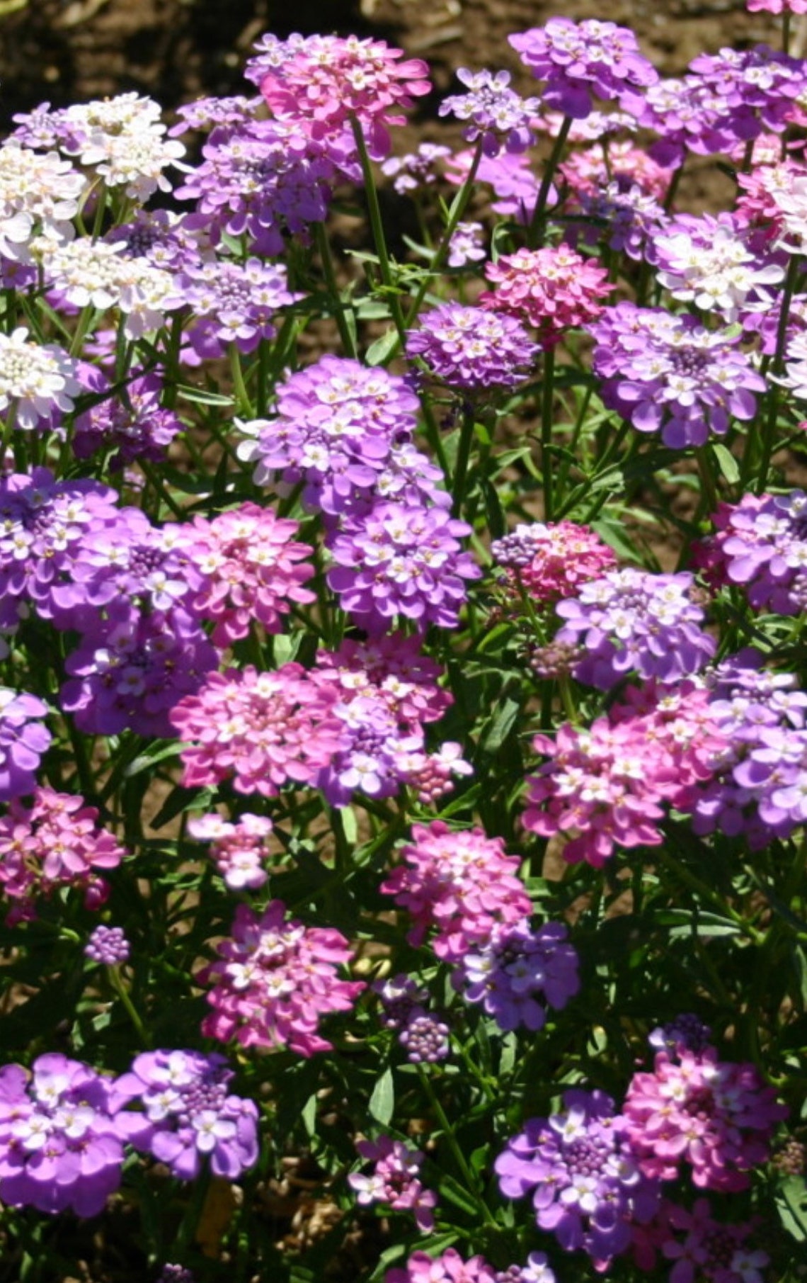 50 Seeds Candytuft Fairy Mix / Annual / Flower Seeds - Etsy