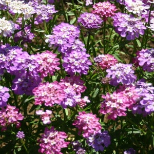 50 Seeds Candytuft Fairy Mix / Annual / Flower Seeds - Etsy