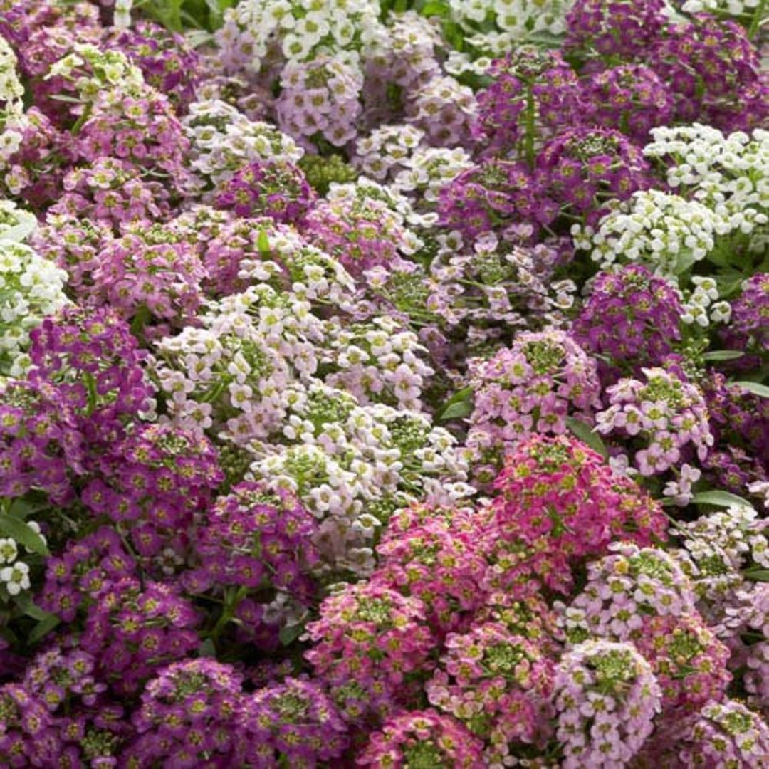 50+ Seeds Lovely Unique Wonderland Mulberry Mix Alyssum Seeds - Etsy