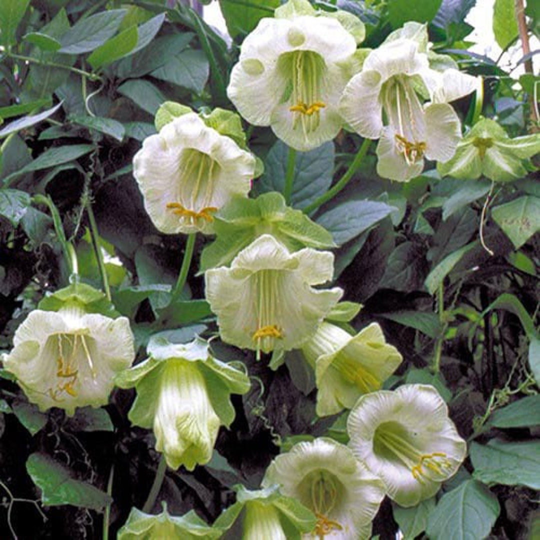 5 Seeds Cathedral Bells - Cup & Saucer Vine White - Etsy