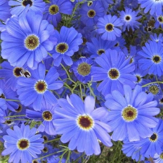 30 Seeds Blues Blue Daisy felicia Heterophylla Blue - Etsy