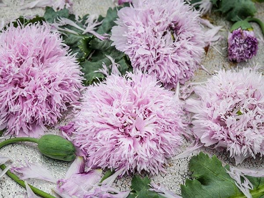 50 +seeds Poppy ‘lilac Pom Pom’papaver Laciniatum - Etsy
