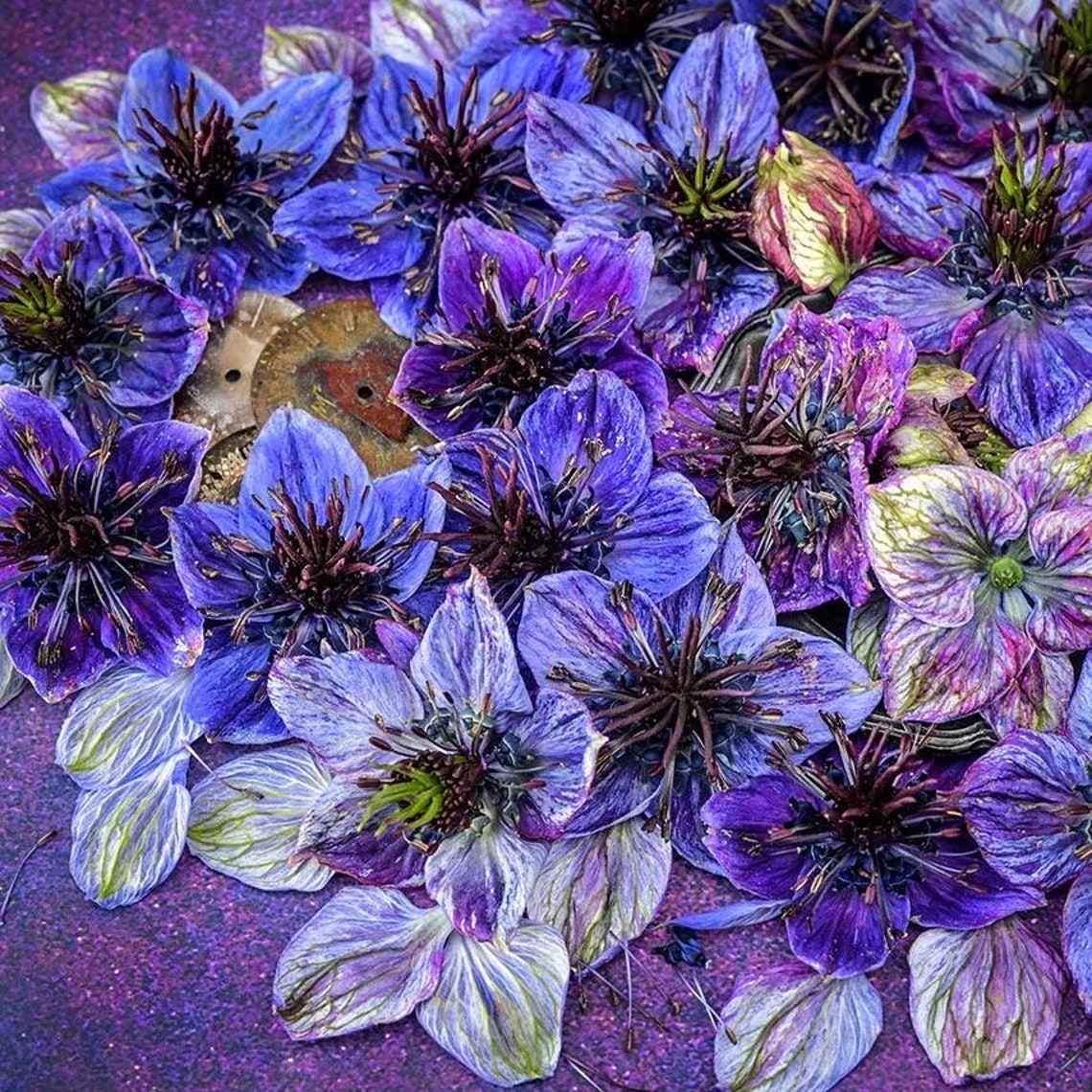 25 Seeds Love-in-a-mist ‘nigella Delft Blue Organic Seed - Etsy