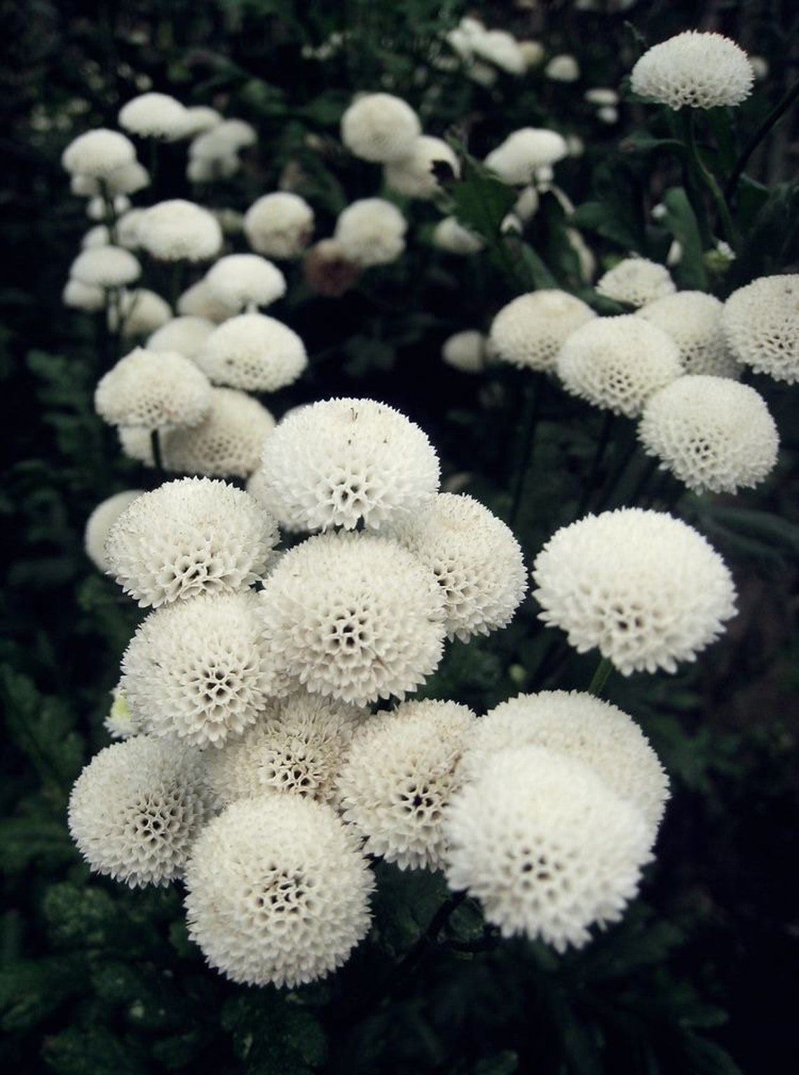 50 Seeds Snowball Chrysanthemum Tanacetum Parthenium - Etsy Ireland