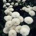 50 Seeds Snowball Chrysanthemum Tanacetum Parthenium - Etsy