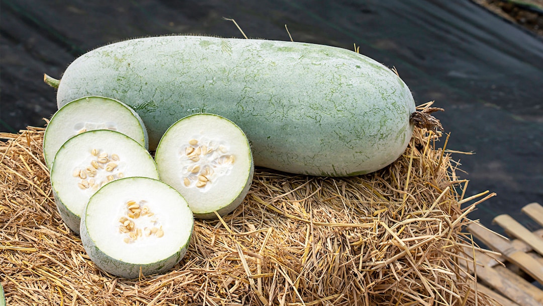 15 Seeds Organic Ash Gourd , Winter Melon, Wax Gourd Melon Seeds 冬瓜 - Etsy