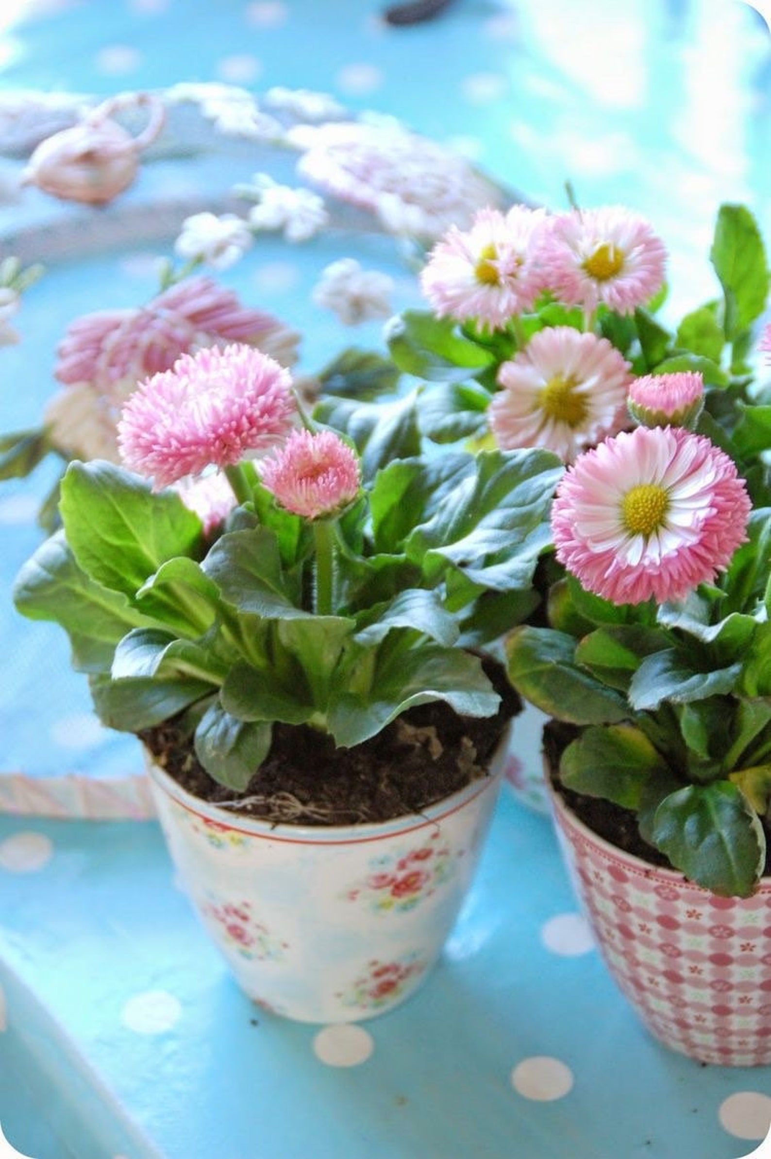 50 Seeds Bellis Perennis Daisy Seeds/pink English Daisy Seeds | Etsy