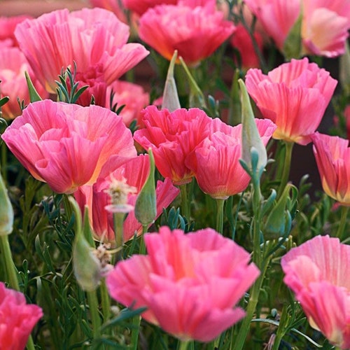 30 Seeds California Champagne Poppies - Etsy