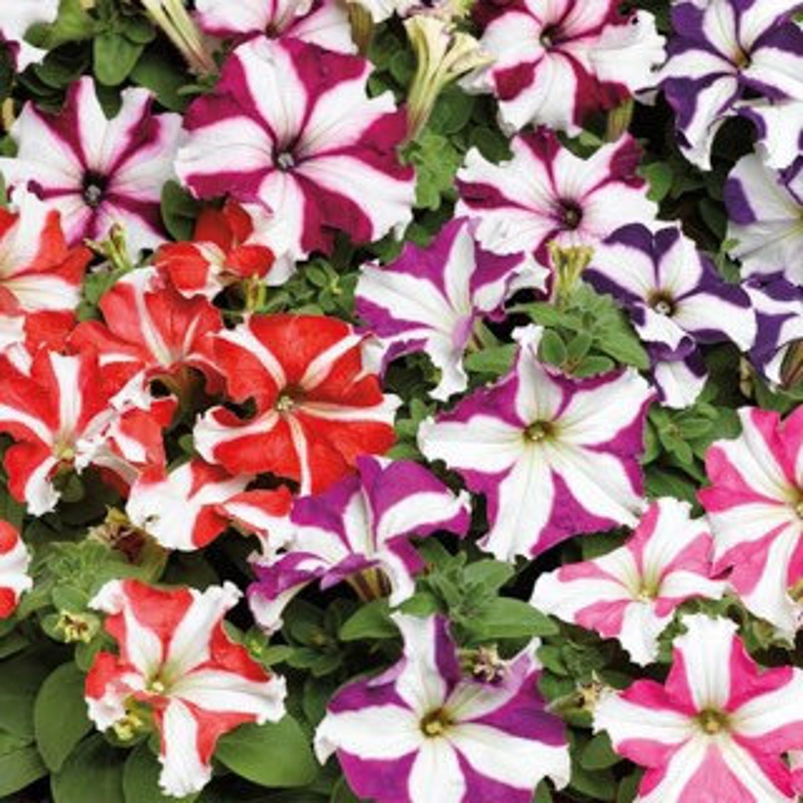 100+ Seeds F2 Hanging Petunia Star Mixed Seeds Color Waves Hanging ...