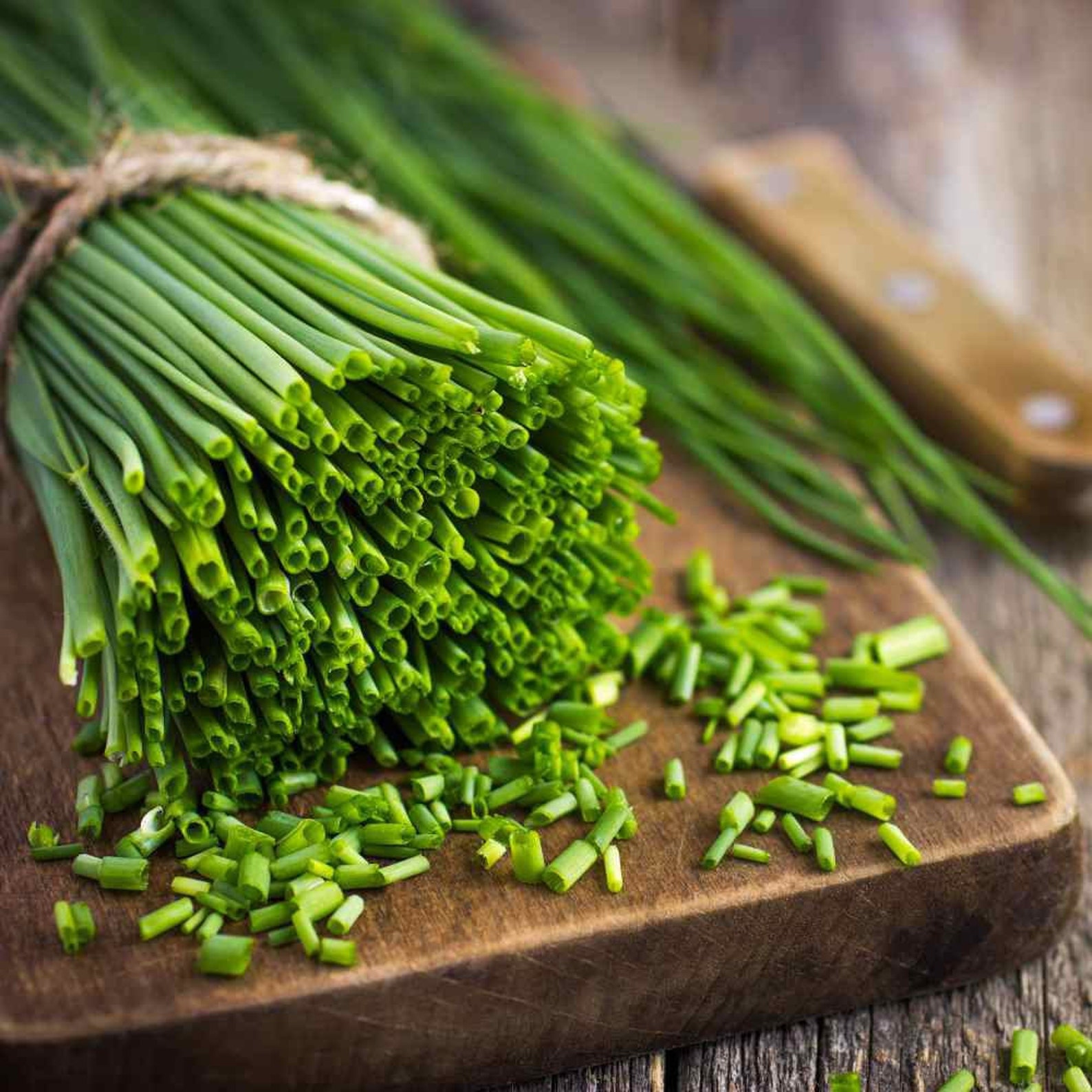 50 Seeds Organic Chives Common Heirloom, Non GMO, Open Pollinated ...