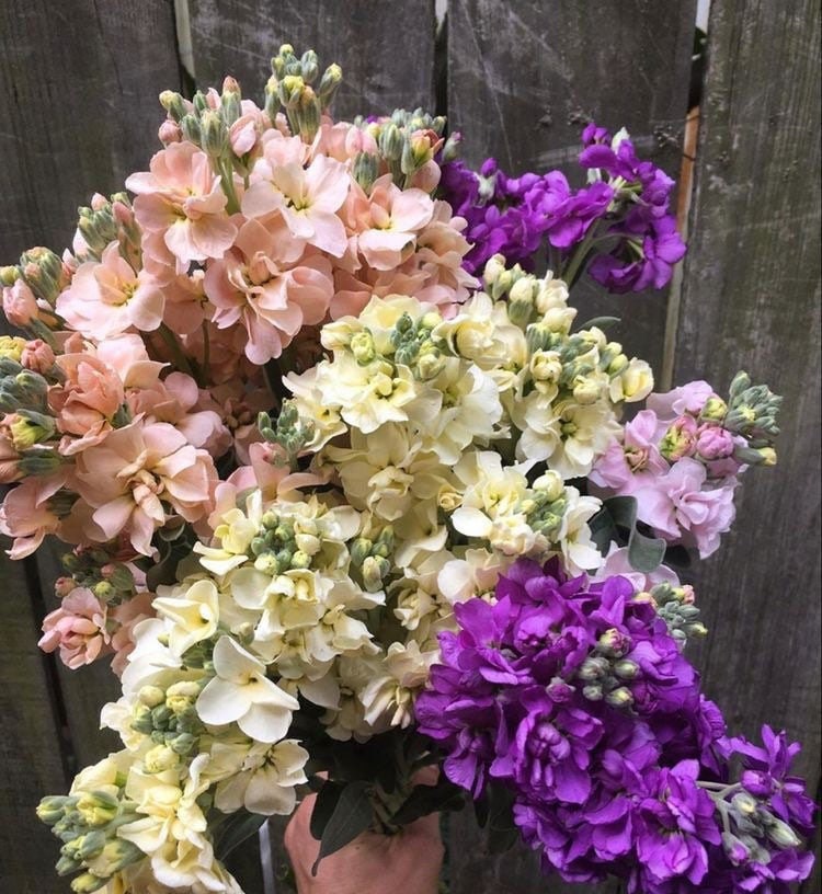 40 Seeds Stock Seeds Mix Matthiola Incana | Etsy