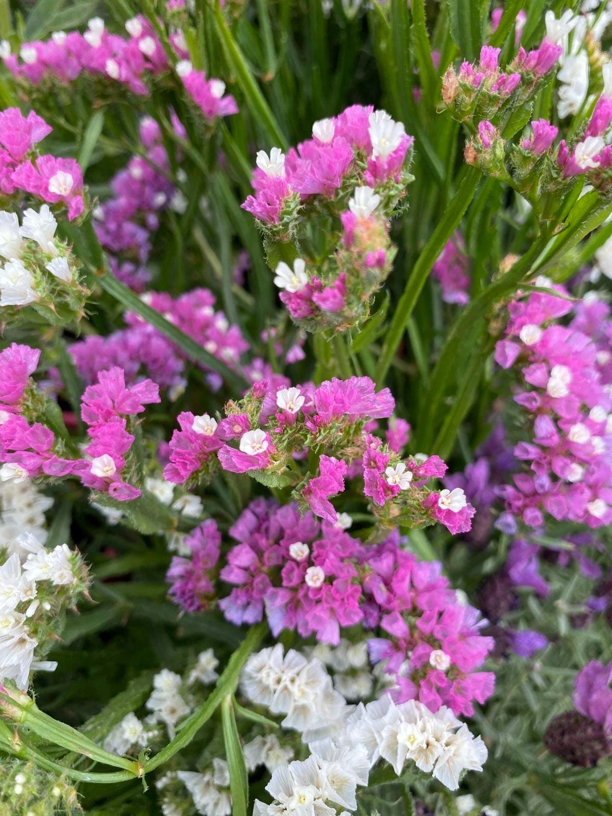 25 Seeds Statice Seeds - Light Rose Limonium Sinuatum - Etsy