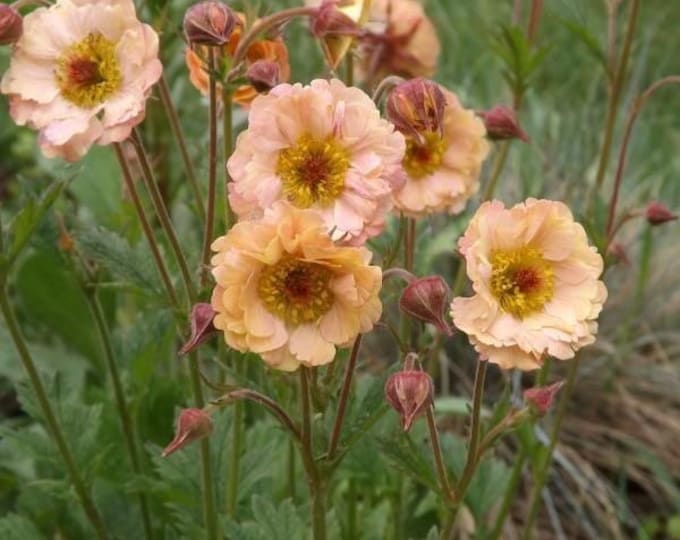 GEUM 'TOTALLY TANGERINE - Starter Plant - Dormant - Etsy