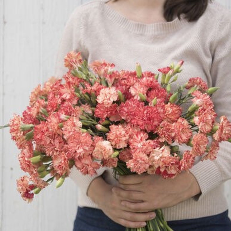 50 Seeds Carnation dianthus Caryophyllus Chabaud Avranchin - Etsy