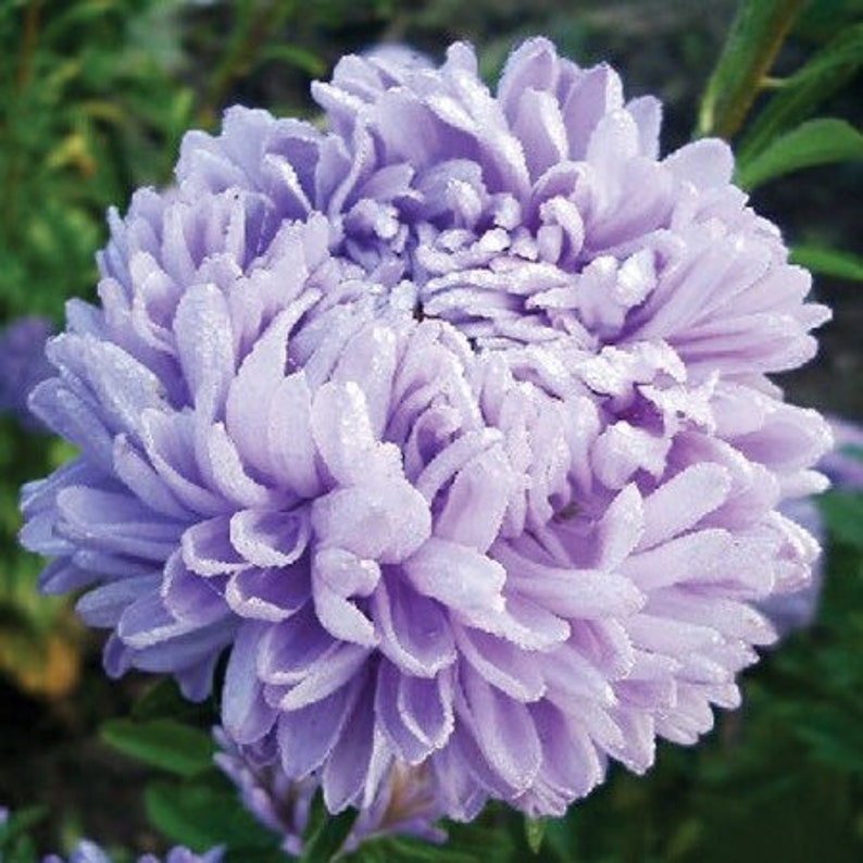 50 Seeds Lovely Lilac Giant China Asters - Etsy