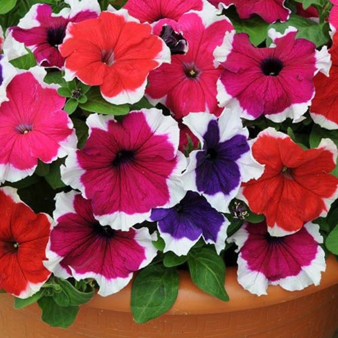 100 Seeds Heirloom Hanging Petunia Mixed Seeds Color Waves | Etsy