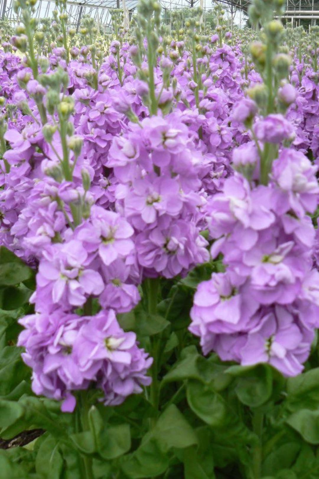 30 Seeds Stock Seeds - Purple Matthiola Incana - Etsy