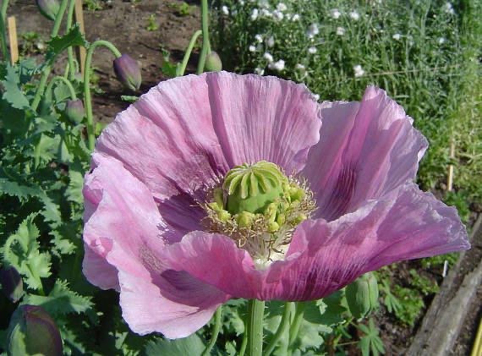50 Seeds Heirloom Pepperbox Breadseed Poppies Mix - Etsy