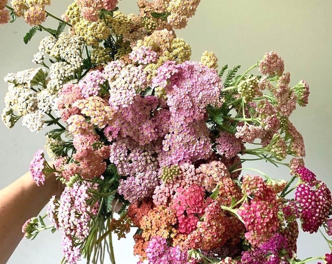 50+seeds Pastel Mix Color Yarrow (achillea Millefolium) - Etsy