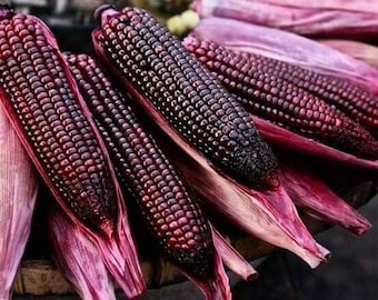 USA SELLER Ruby Red Corn 25 Seeds HEIRLOOM - Etsy