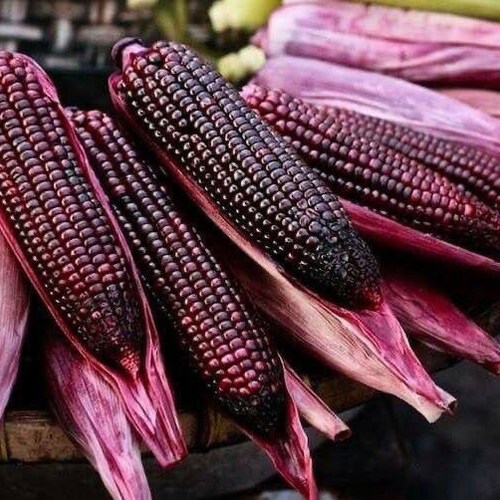 15 Seeds Cute Pink Corn Heirloom Variety Non GMO Edible - Etsy