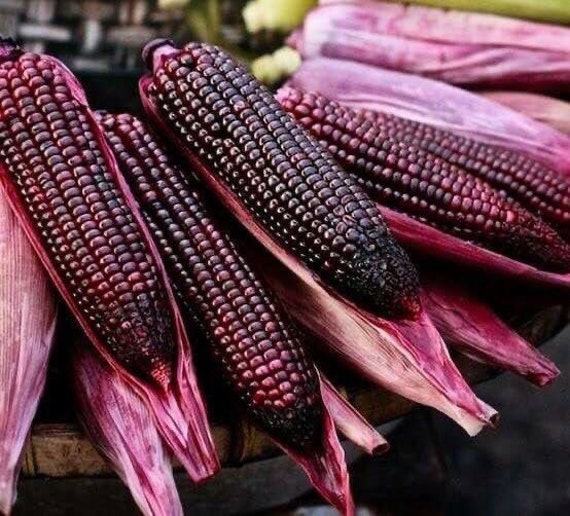 15 Seeds Ruby Red Corn Heirloom Variety Non GMO Edible | Etsy