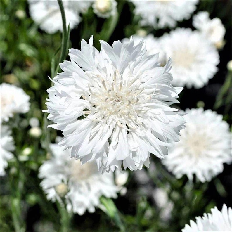 40 Seeds Organic Annual Centaurea Cyanus ,cornflower Seeds - White - Etsy