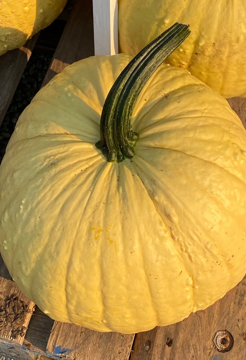 10 Seeds Cream Yellow Specter Pumpkin Organic Seed - Etsy