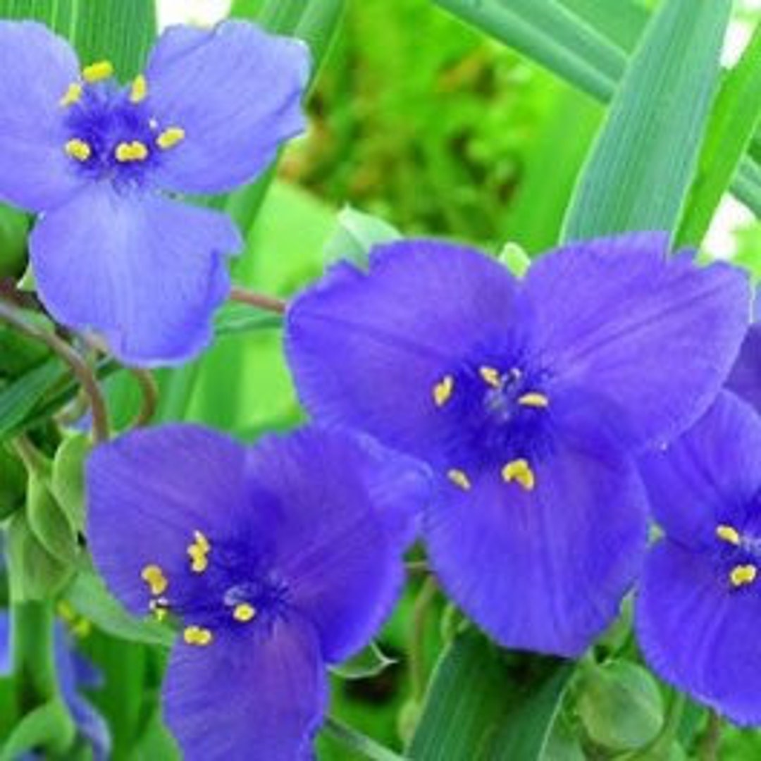 30 Seeds Tradescantia X Andersoniana ‘osprey’(‘osprey’, Spiderwort ...