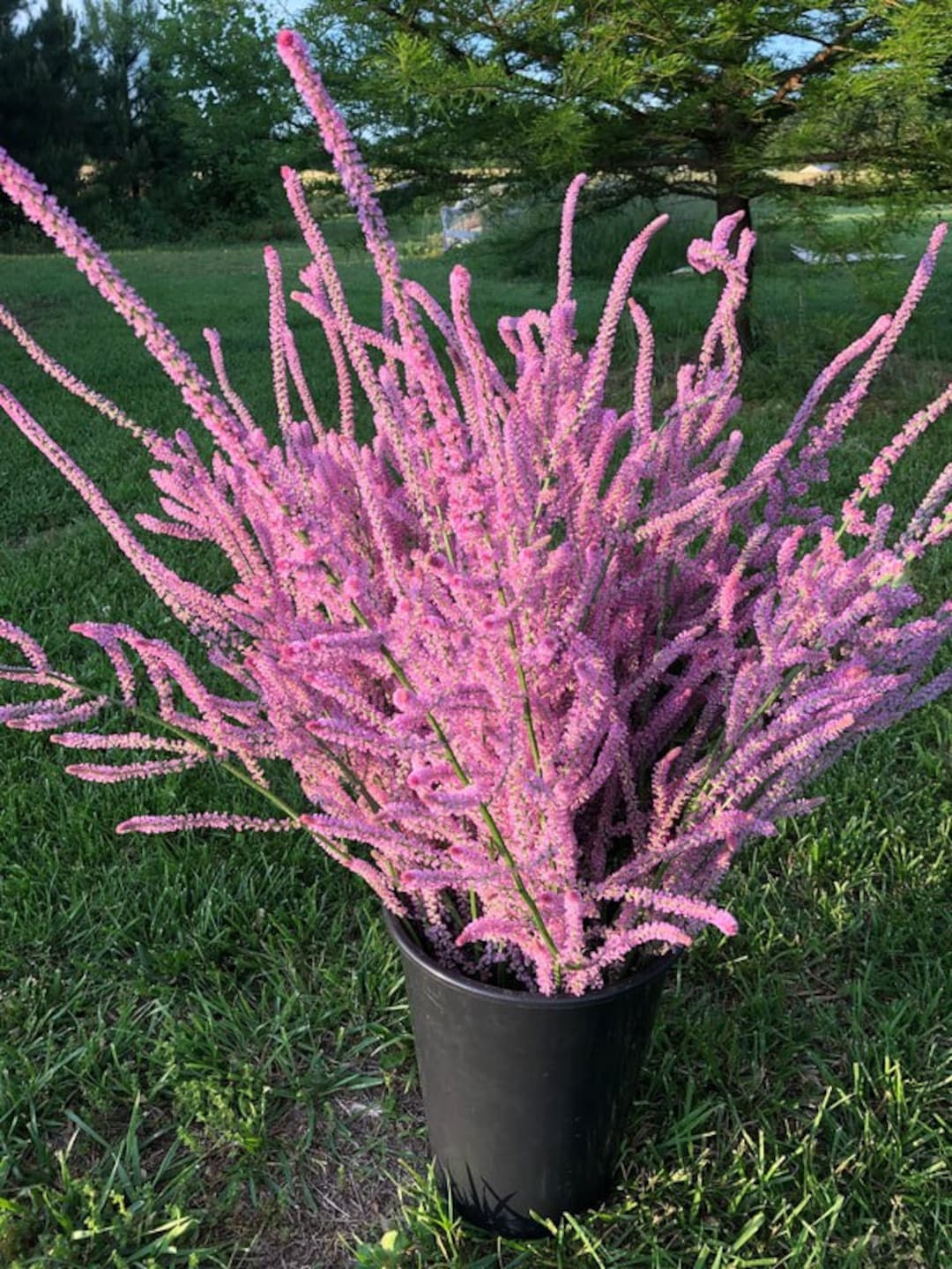 30 Seeds Statice Seeds - Pink Limonium Suworowii - Annual - Etsy