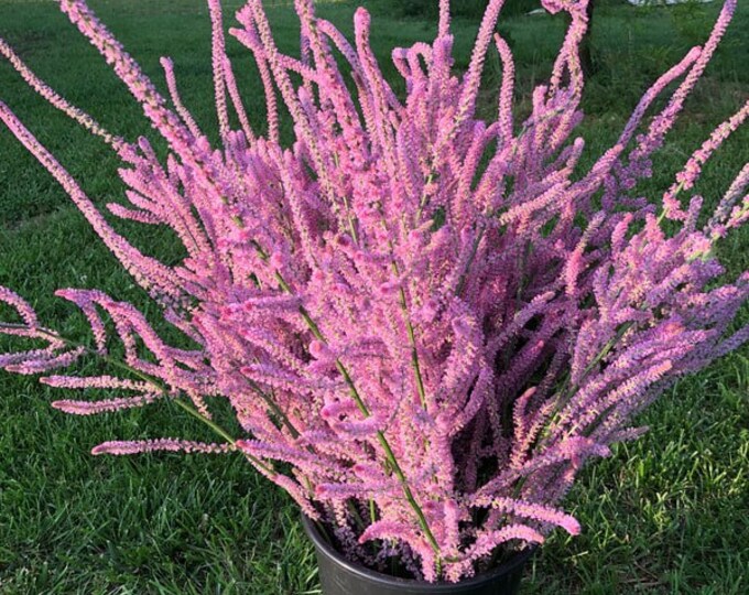30 Seeds Statice Seeds - Pink Limonium Suworowii - Annual - Etsy