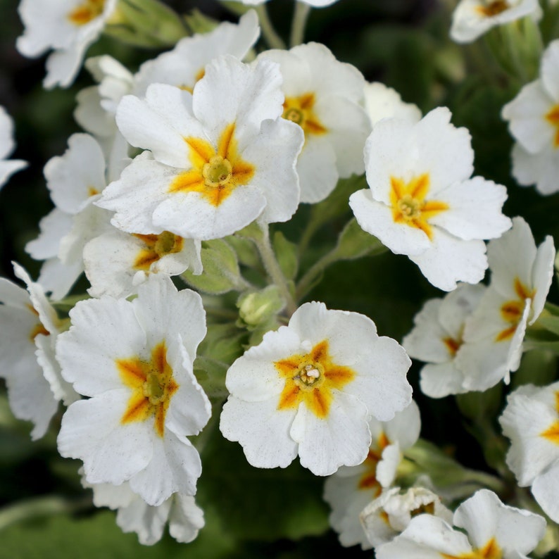 40 Seeds Organic Fairy Primrose Seeds - White - Etsy