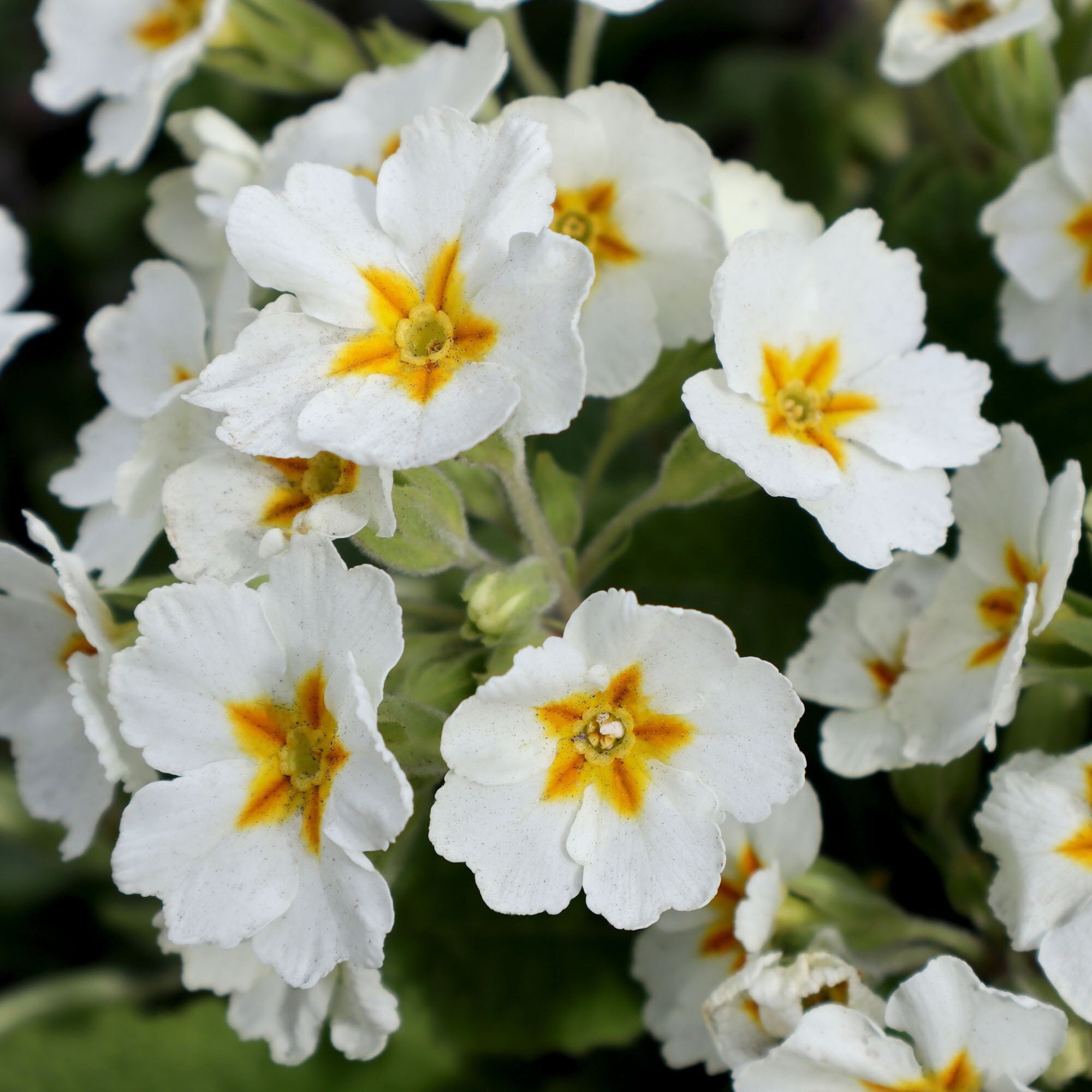 40 Seeds Organic Fairy Primrose Seeds - White - Etsy