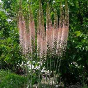 10 Seeds Rare EREMURUS Aitchisonii Foxtail Lily, Desert Candle - Pink ...