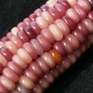 15 Seeds Cute Pink Corn Heirloom Variety Non GMO - Edible - Etsy Canada