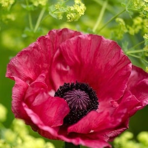 35 + Seeds Papaver Orientale ‘melon Shades’(oriental Poppy) - Etsy