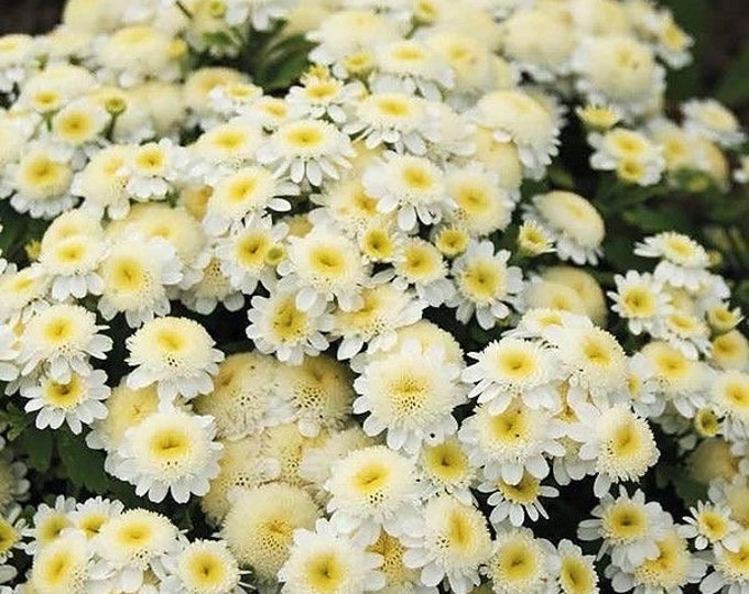 50 Seeds Star Chrysanthemum Tanacetum Parthenium - Etsy