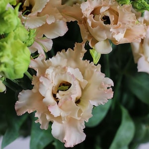 15 Seeds Lovely Light Pink and Blush Lisianthus - Etsy Canada