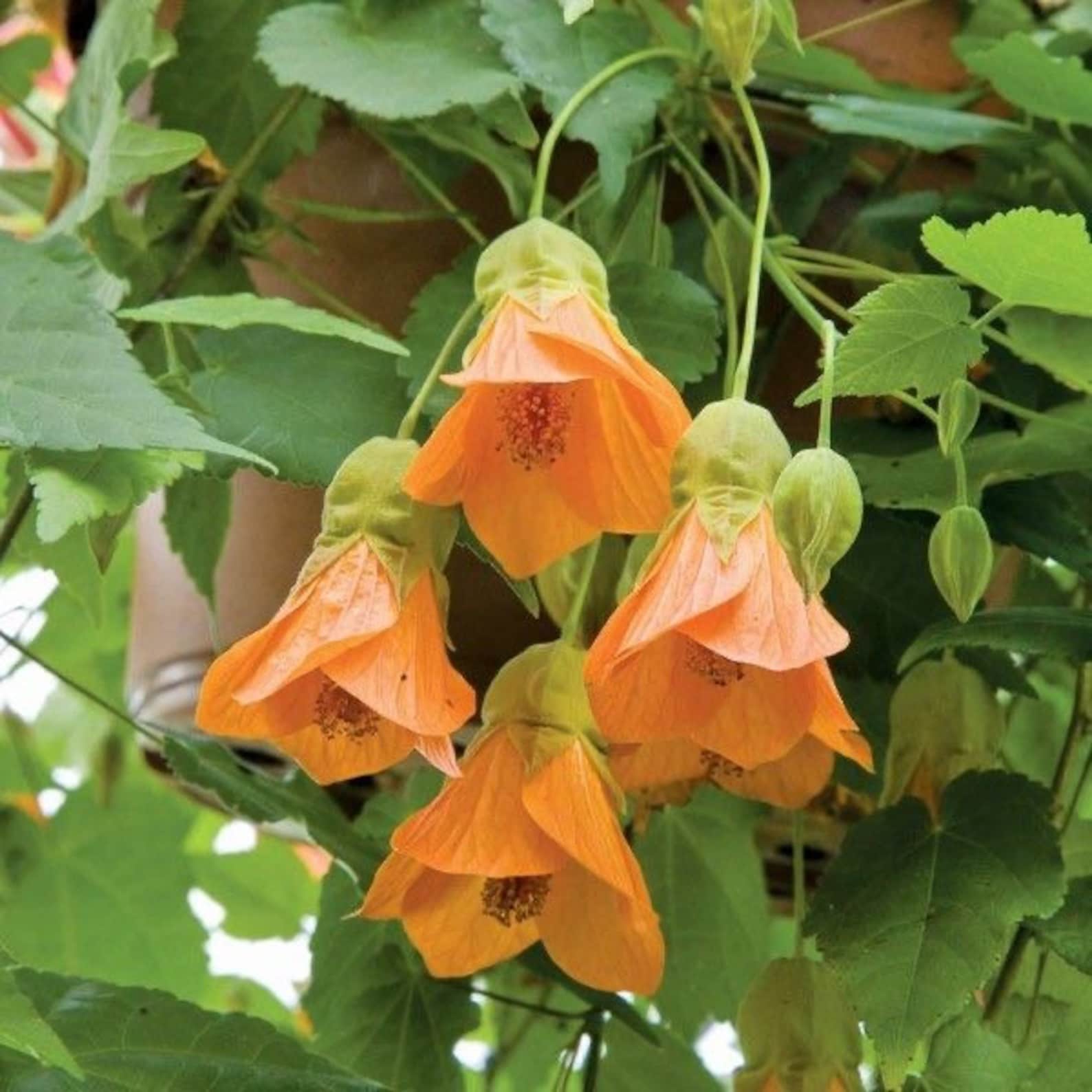 20 Seeds Abutilon abutilon Hybridum Bellvue Mix - Etsy