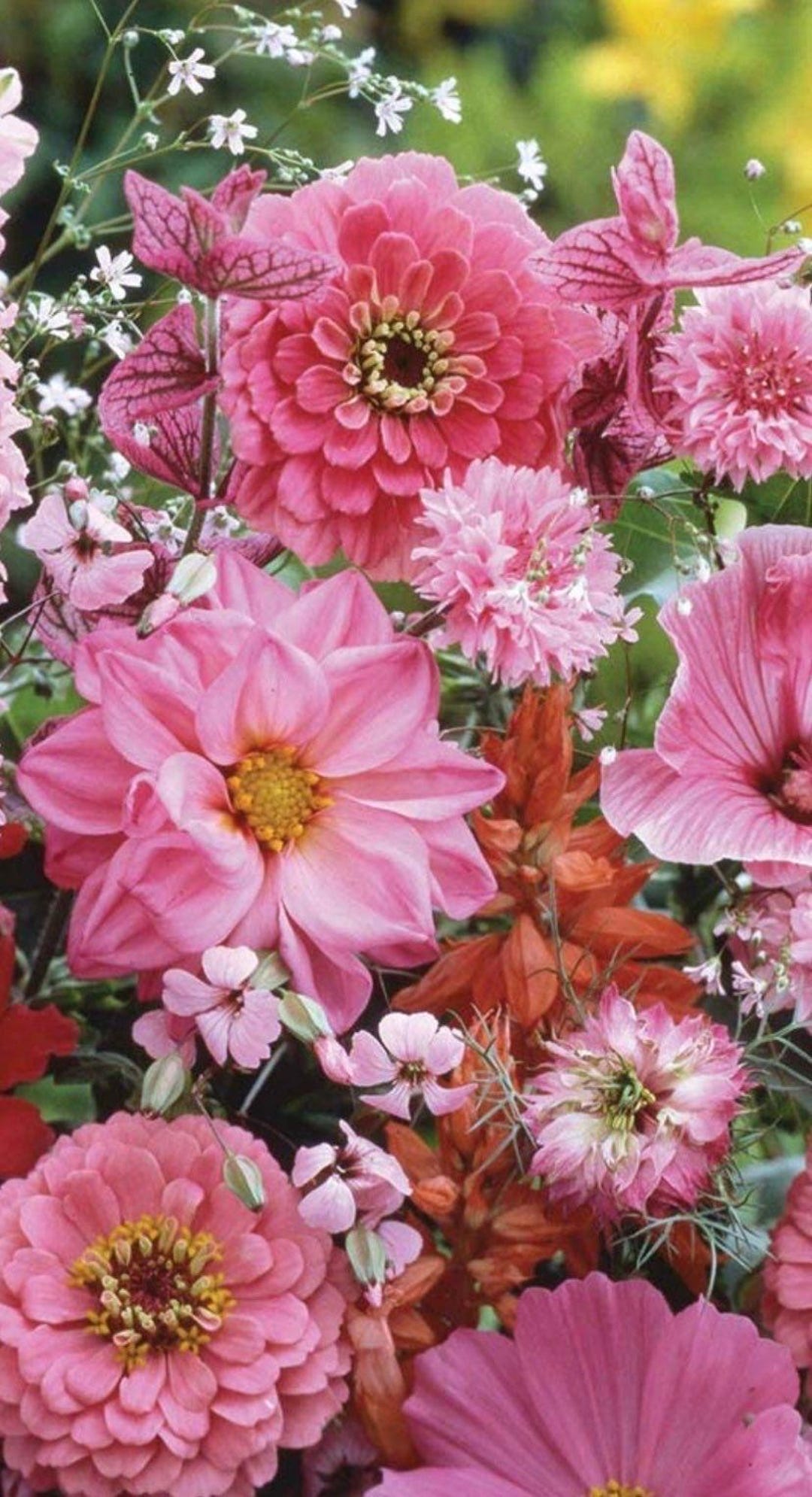 30 Seeds Lovely Flower Pink Mix - Etsy