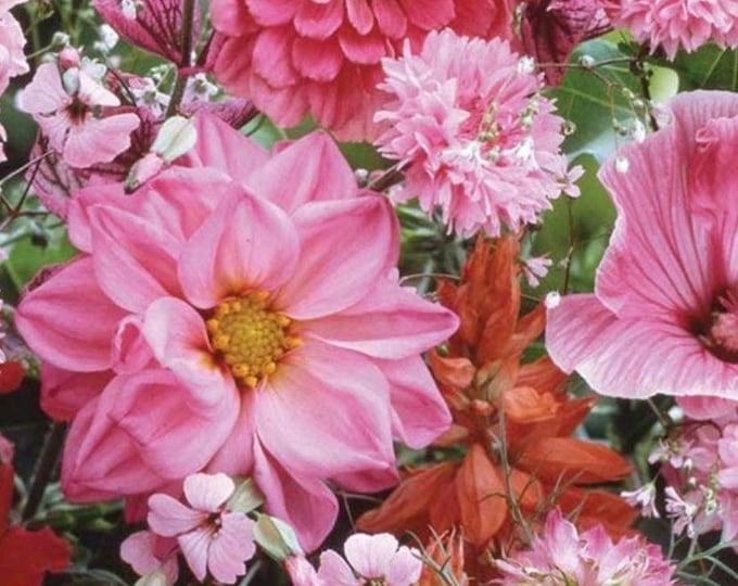 30 Seeds Lovely Flower Pink Mix - Etsy